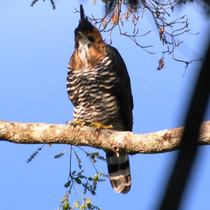 Ornate Hawk Eagle - Eagles Of The World